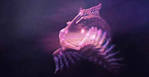 Cathedrals 'Try To Fight' by Jesse Fleece | Videos | Promonews