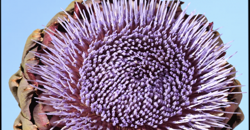 Coldplay 'ALIEN HITS/ALIEN RADIO' by Isabel Garrett | Videos | Promonews