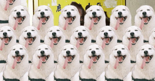 Humane The Moon 'I Saw A Dog' by Will Robson-Scott | Videos | Promonews