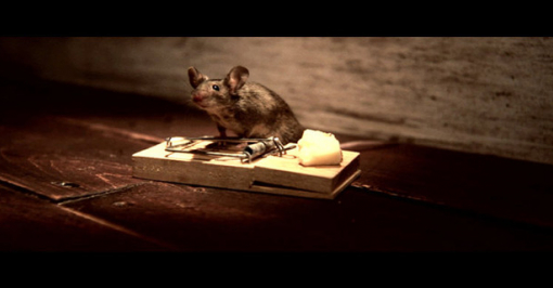 BUG 18: Nolan’s Cheddar by John Nolan | News | Promonews